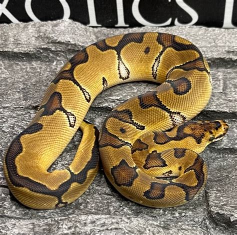 Enchi Clown Ball Python By Underworld Exotics Ltd