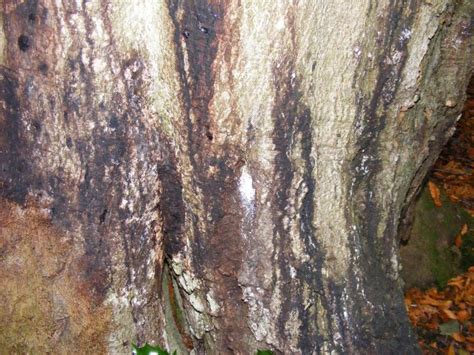 Beech Tree Bleeding Canker Page 2 Tree Health Care Arbtalk The