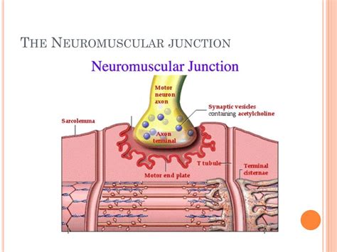 Ppt Muscle Tissue Powerpoint Presentation Free Download Id 2201400