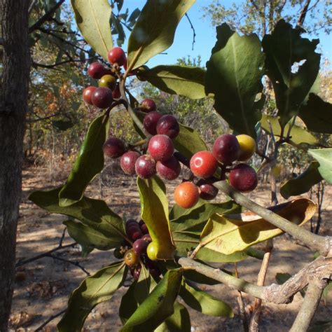 Euclea Divinorum Seeds Buy Online