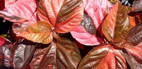 Copper Plant Canterbury Farms Nursery And Garden Center