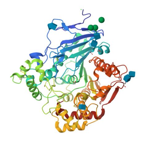 Aspergillus Niger Structure