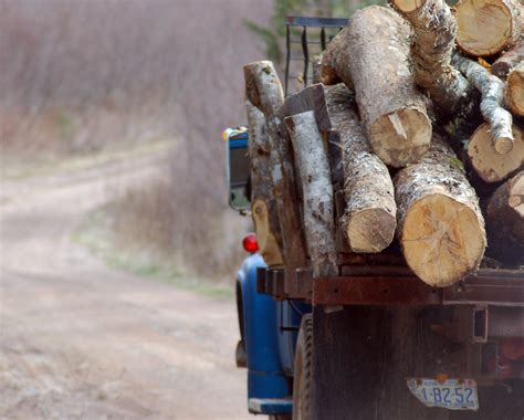 Timber Imports From Conflict Countries To Eu Increasing Forest Trends