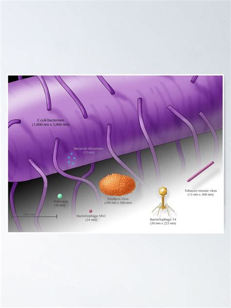 Virus Vs Bacteria Comparison Of Sizes Poster For Sale By