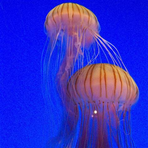 Eric Clauder Youtube