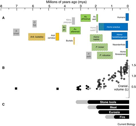 Economy And Endurance In Human Evolution Current Biology