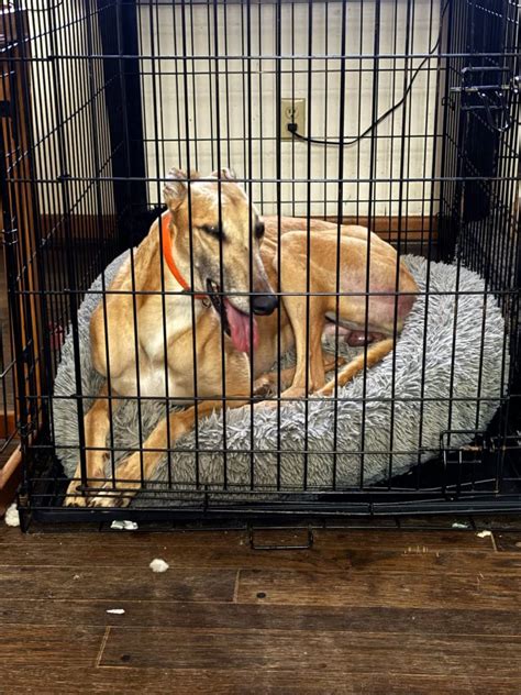 Butters Stale Kracker Greyhound Friends Of Nc