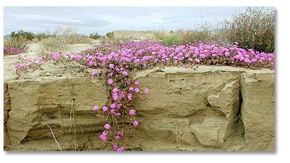Desert Sand Verbena Abronia Villosa Desertusa