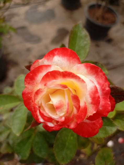 Amys Rose ไม้มีอายุ 15 ปี Cc Rose Shop Sri Racha Facebook