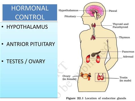 Hormonal Control Of Gametogenesis Spermatogenesis Oogenesis Pptx