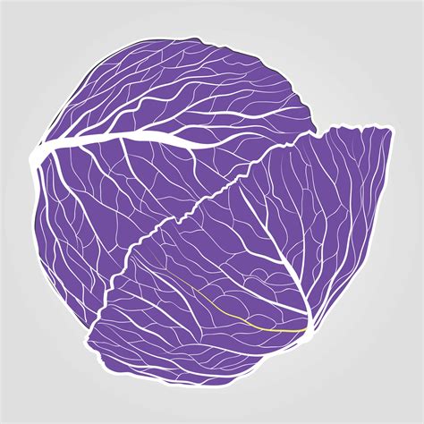 Cabbage Leaf Illustration