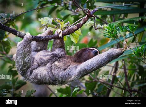 Three Toed Sloth A Brown Throated Sloth Bradypus Variegatus With