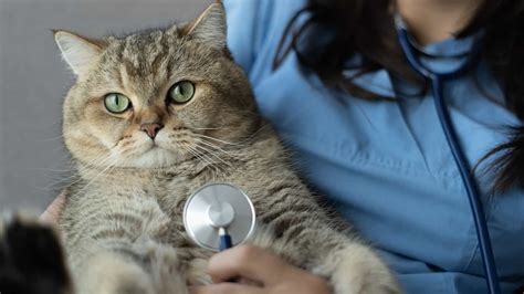 Drontal Dosage Chart For Cats Risks Side Effects Dosage And More