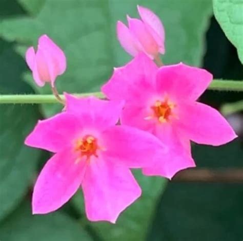 4 Mexican Creeper Live Plants Pink Flowering Vine Starter