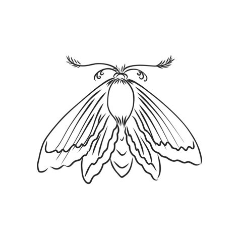 Moth Vector Sketch 19139475 Vector Art At Vecteezy