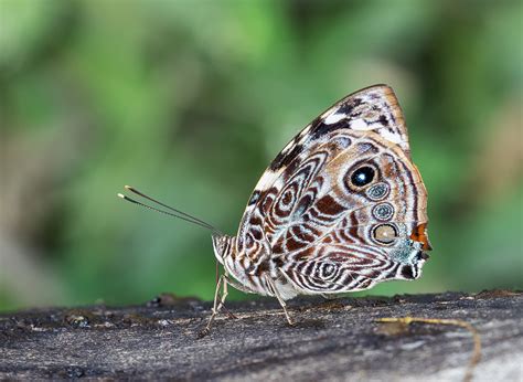 Blomfilds Beauty Smyrna Blomfildia Fabricius 1781 Butterflies And