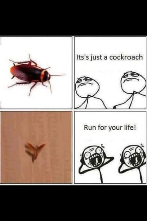 Flying Cockroach 9gag