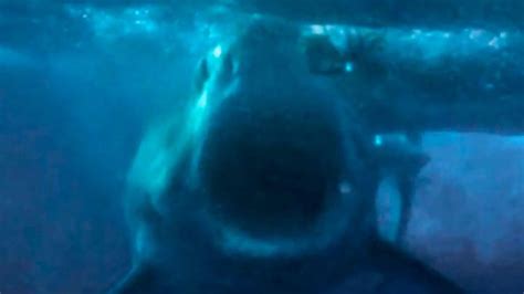 Great Fright Terrifying Close Up Of Great White Sharks Bite Newsweek