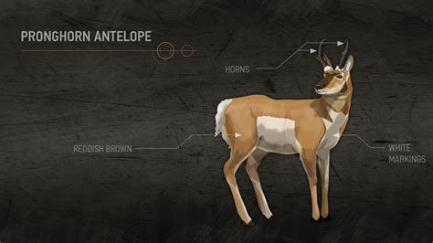 Antelope Huntingsmart