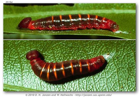 Nascus Solon Corilla Evans 1952