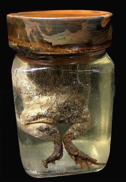 Frogwet Specimen Bischoffs Animals