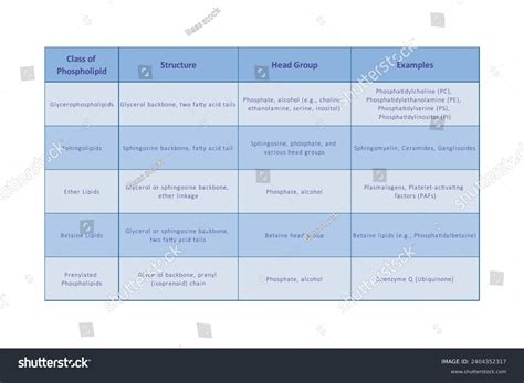 Table Showing Phospholipids Structure Head Groups Stock Vector Royalty Free 2404352317