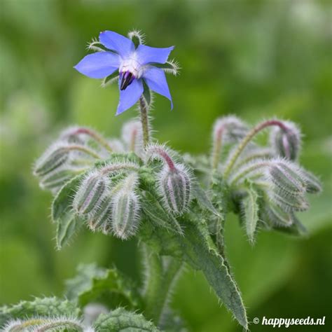 Komkommerkruid zaden | Happy Seeds webwinkel