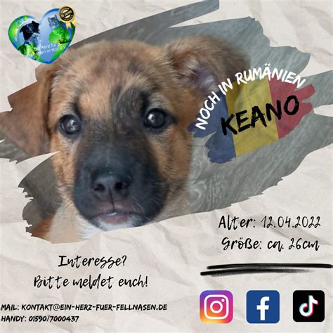Keano Ein Herz Für Fellnasen