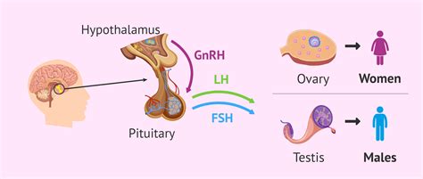 Hypothalamus Pituitary Gnrh Lh