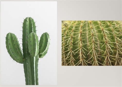 Botany Quiz Chapter 1 Flashcards Quizlet