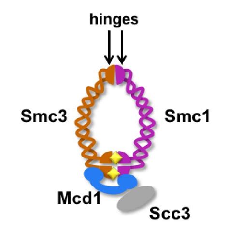 [pdf] Recent Advances In Cohesin Biology