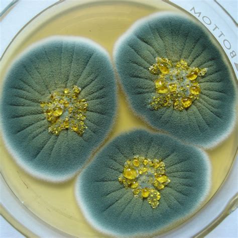 Mohos Productores De Micotoxinas