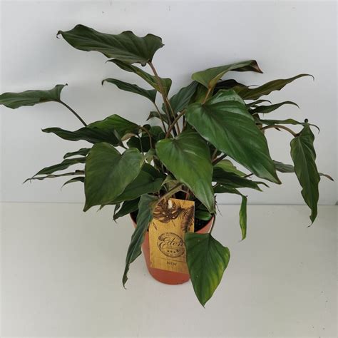 Philodendron Arrowhead Stupid Egg