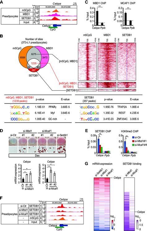Gene Body Dna Methylation Recruits Setdb1 Mbd1 Mcaf1 Complex A M5cpg Download Scientific
