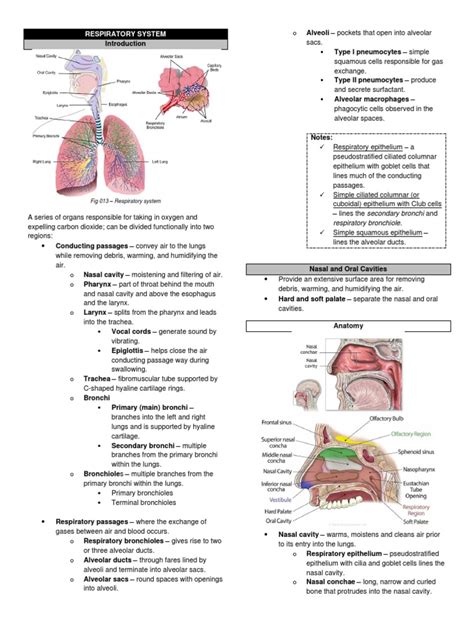 The Anatomy And Histology Of The Respiratory System A Focus On The