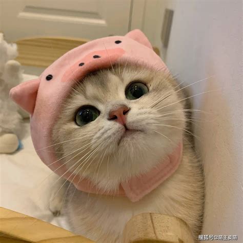 一只精致的猪猪小宝 搜狐大视野 搜狐新闻