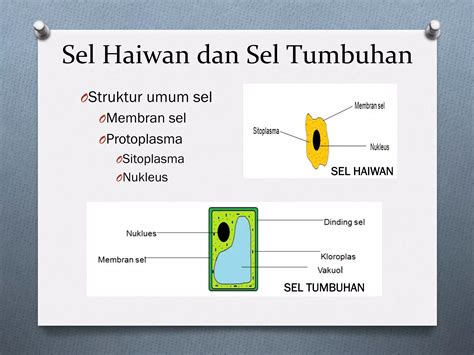 Tingkatan 1 Bab 2 Sel Sebagai Unit Asas Hidupan Pdf