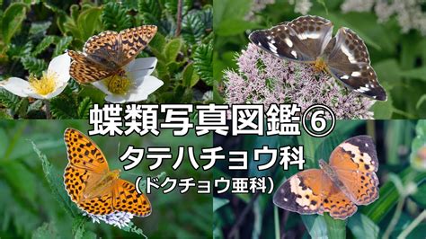 蝶類写真図鑑⑥～タテハチョウ科（ドクチョウ亜科） Youtube
