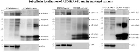 Western Blot Analysis Of The Cytosolic And Nuclear Fractions