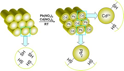 Schematic Representation Of The Structure Of Thiol Functionalized Download Scientific Diagram