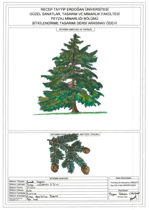 Bitkilendirme Tasarımı Tsuga Canadensis Çizimi Peyzaj Mimarisi Ağaçlar Bitki çizim