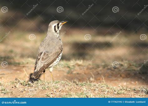 The Spotted Thrush Stock Image Image Of Africa Thrush 77762195