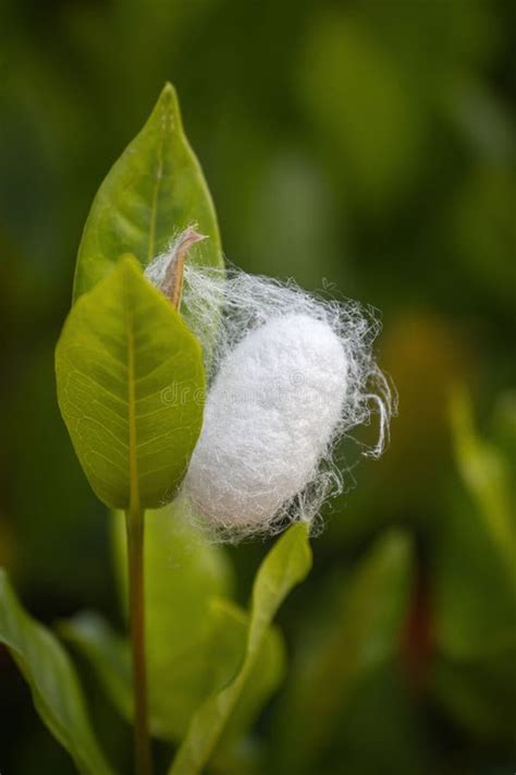 Close Up Of A White Silkworm Cocoon On A Green Leaf In A Natural