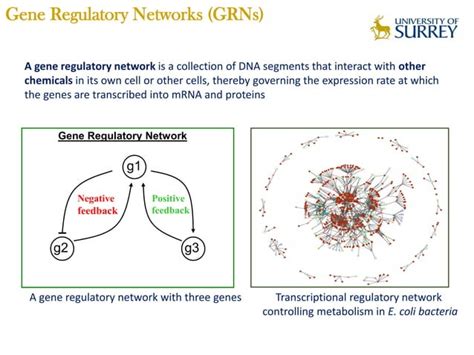 Morphogenetic Multi Robot Pattern Formation Using Hierarchical Gene Regulatory Networks Pdf