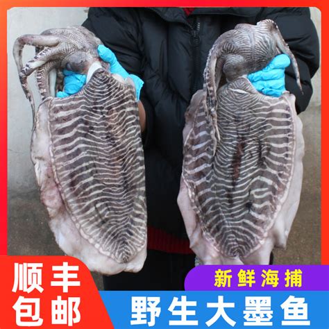 花枝鱼图片花枝图片第8页大山谷图库