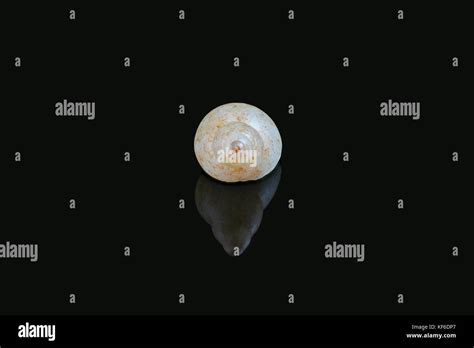 Juvenile Solid Pheasant Sea Snail Phasianella Solida Solida On Black Background Dubai Uae