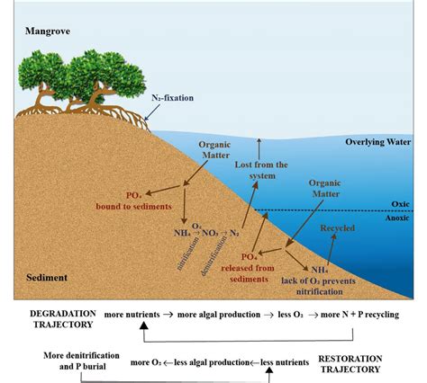 Simplified N And P Schematic Cycling Under Oxic And Anoxic Water Column