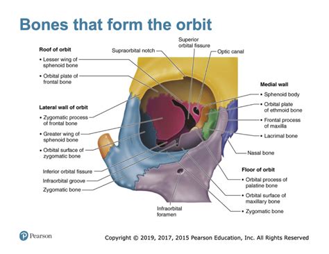 Exercise 6 Bones That Form Orbit Diagram Quizlet