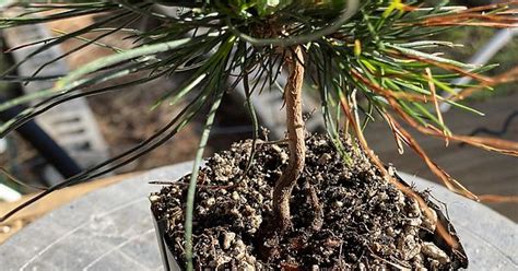 Im Going To Leave The Wire On This Ponderosa And See How Gnarly The