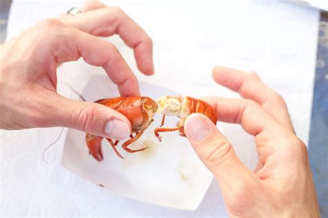 How To Eat Boiled Crawfish Food Hacks Wonderhowto